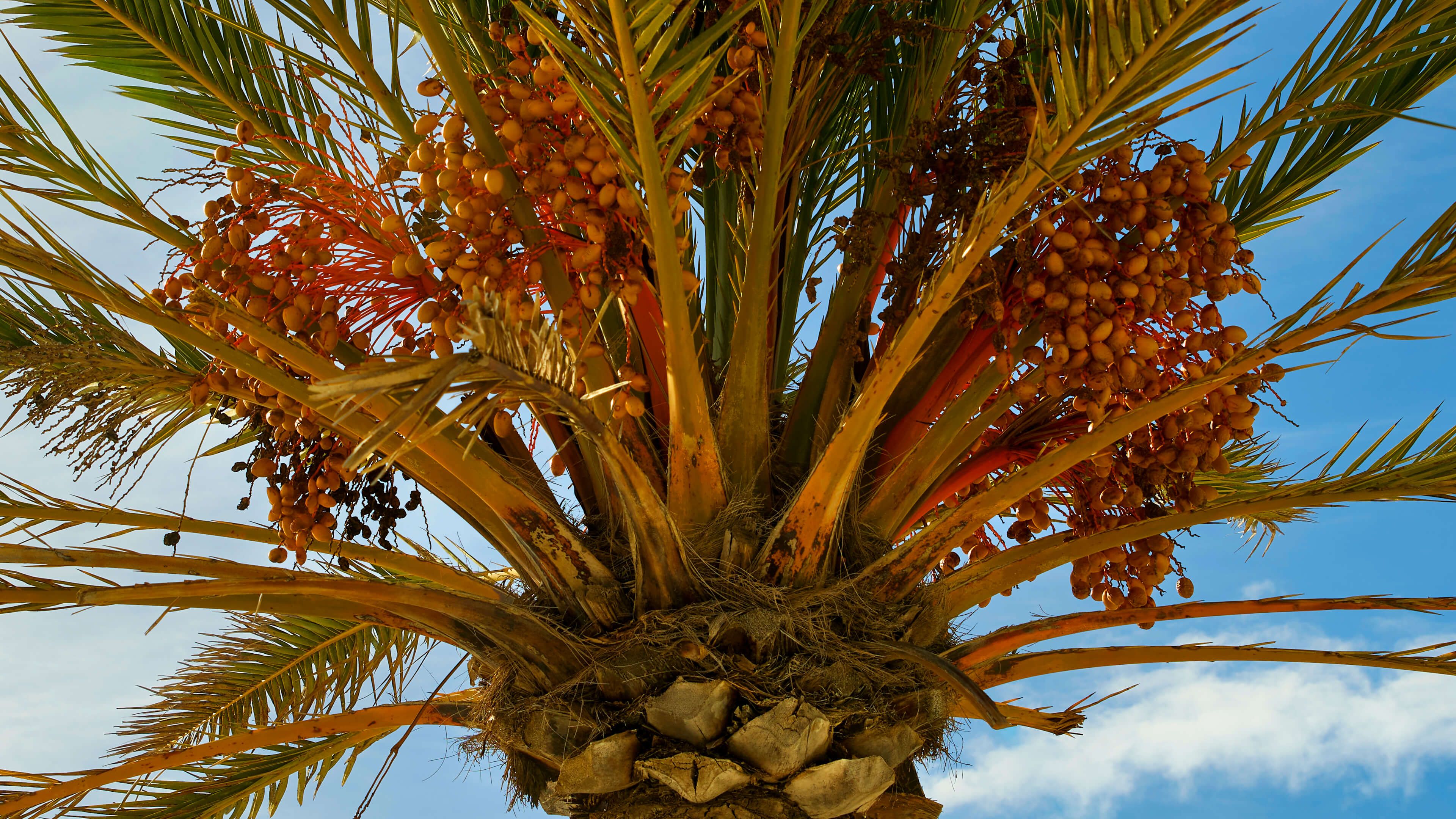 Papier Peint Panoramique Un beau palmier